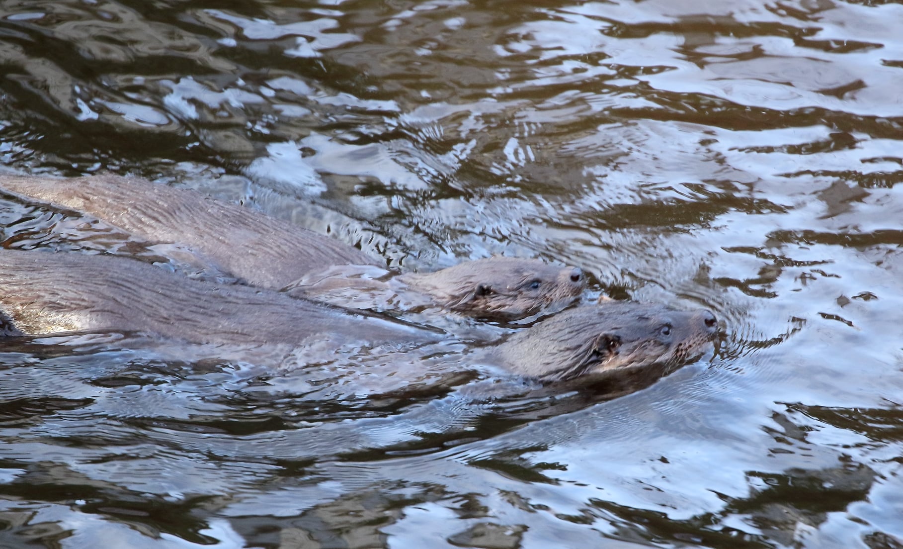 Beautiful Otter images of mother and cub captured by Bill Brown » The ...