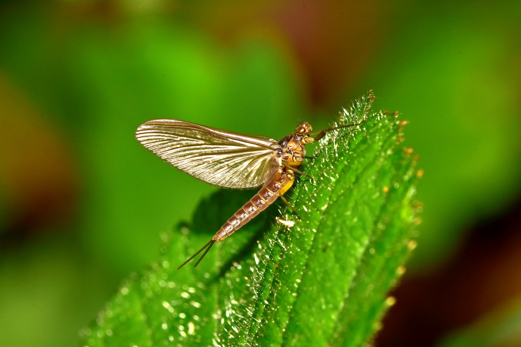 Magic Mayflies » The Water of Leith Conservation Trust