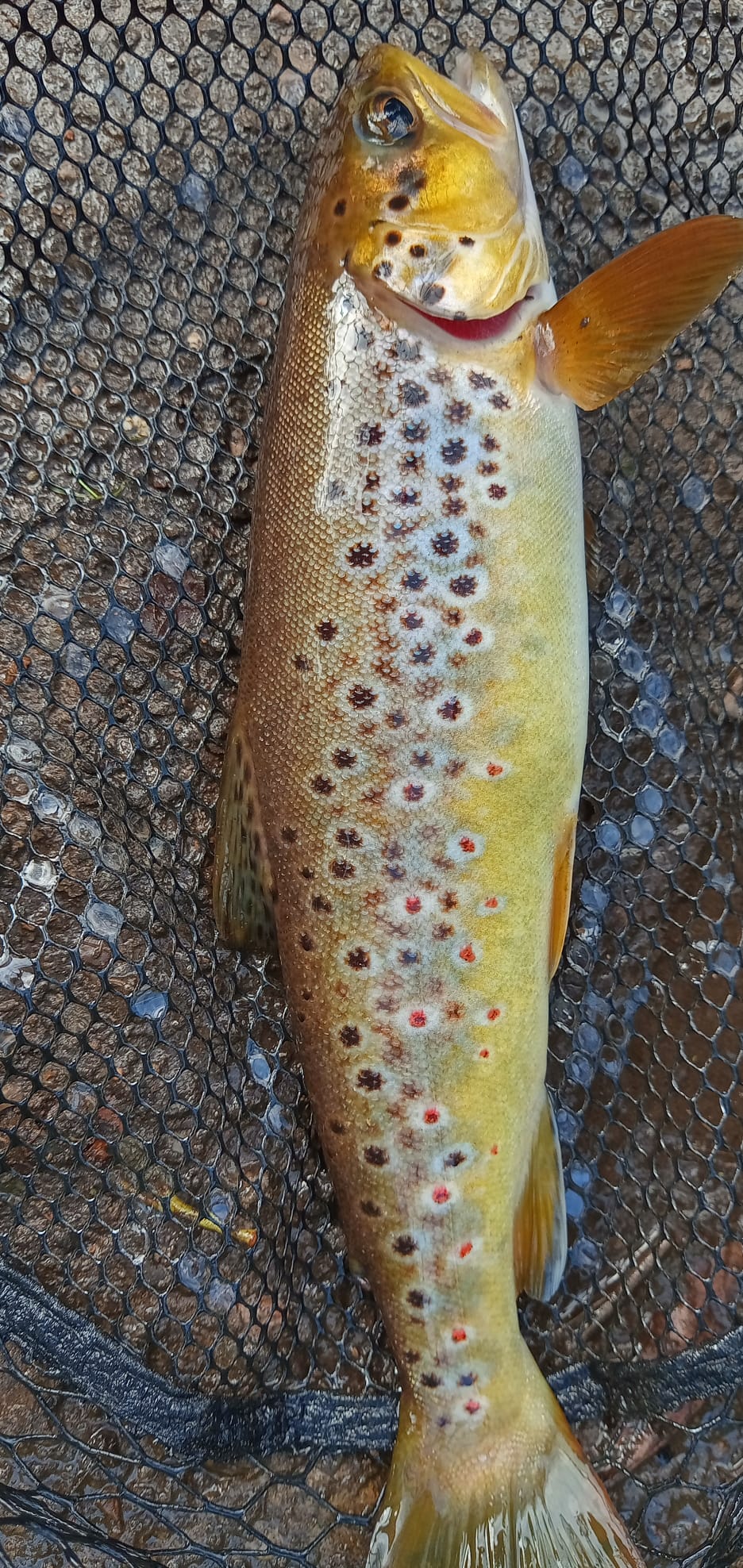 Fishing season is now closed but check out some of Alex's trout » The ...