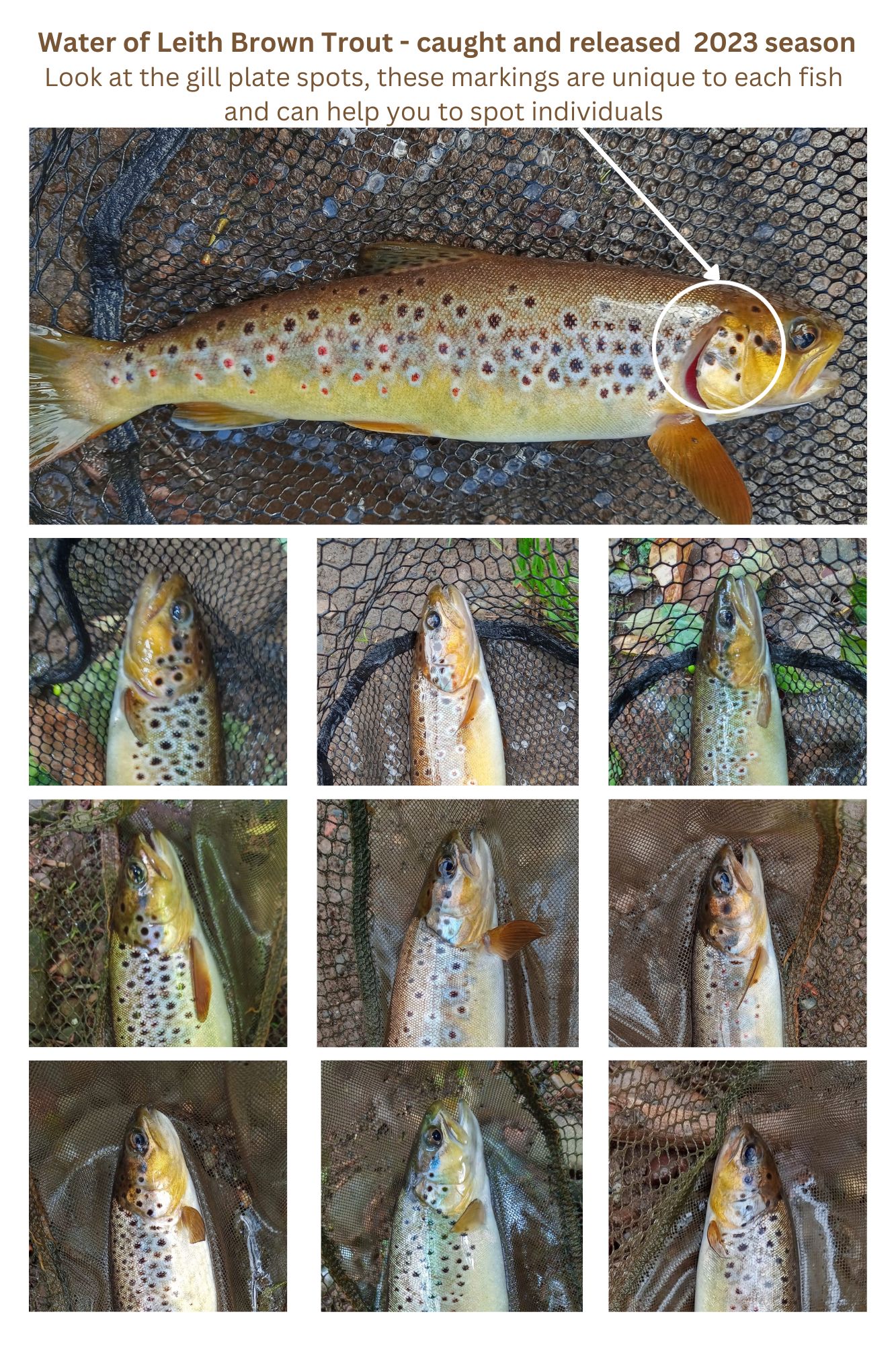 Fishing season is now closed but check out some of Alex's trout » The ...
